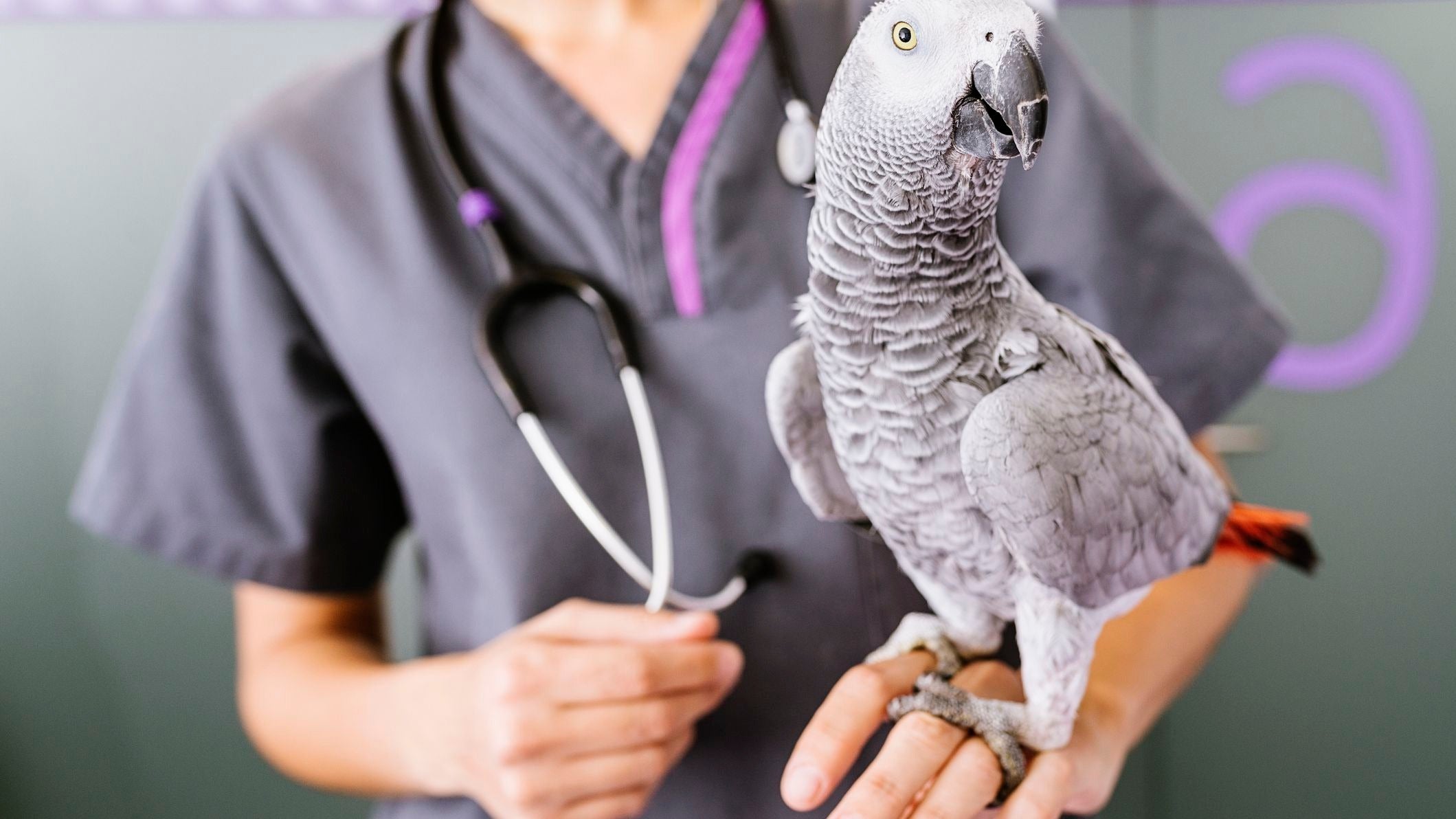 Birds Health And Care – Aquarium